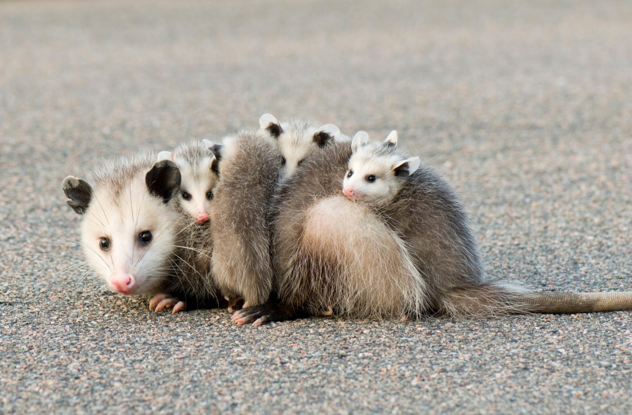 El tlacuache: el único marsupial mexicano