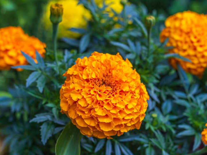 Flor de Cempasúchil: Significado, Historia y Consejos de Cuidado - Raza ...